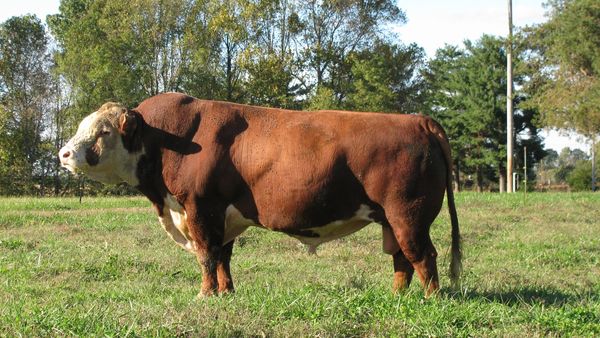 Reference Sires | JMS Polled Herefords